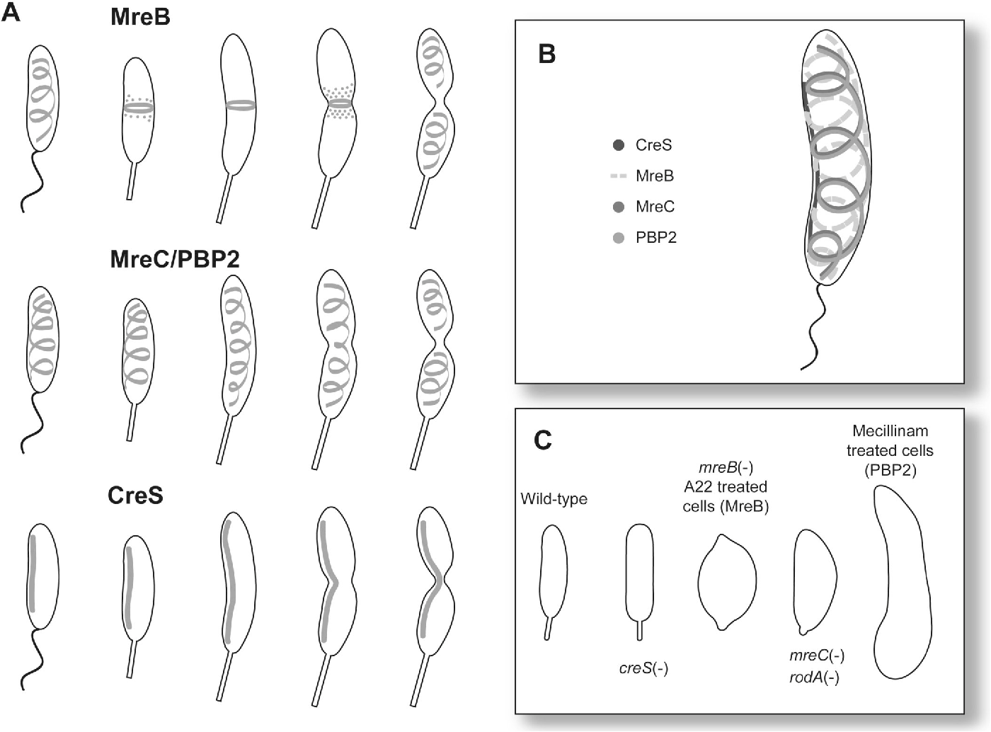 Figure 1 From Complex Regulatory Pathways Coordinate Cell Cycle