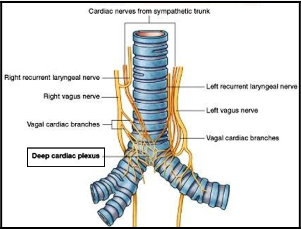 Figure 8 From An Anatomical Investigation Of The Sympathetic And