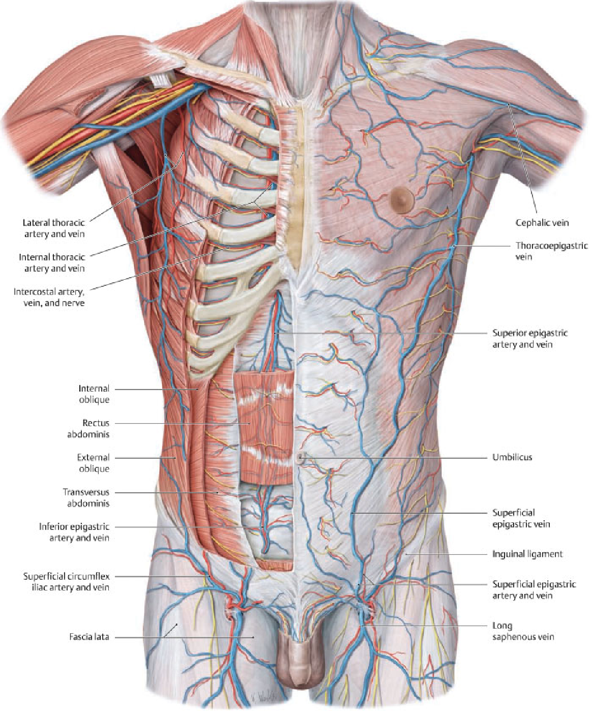 Figure 2 From Introduction To Chest Wall Reconstruction Anatomy And