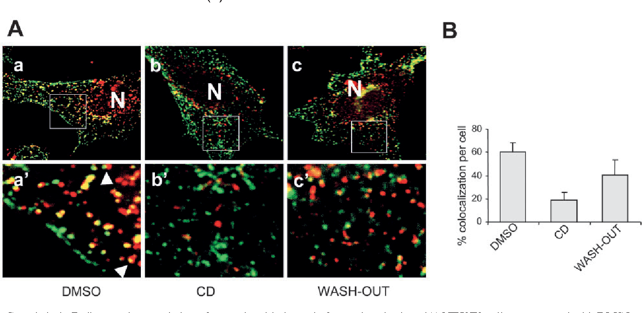 Figure 1 From Regulation Of Cortactindynamin Interaction By Actin