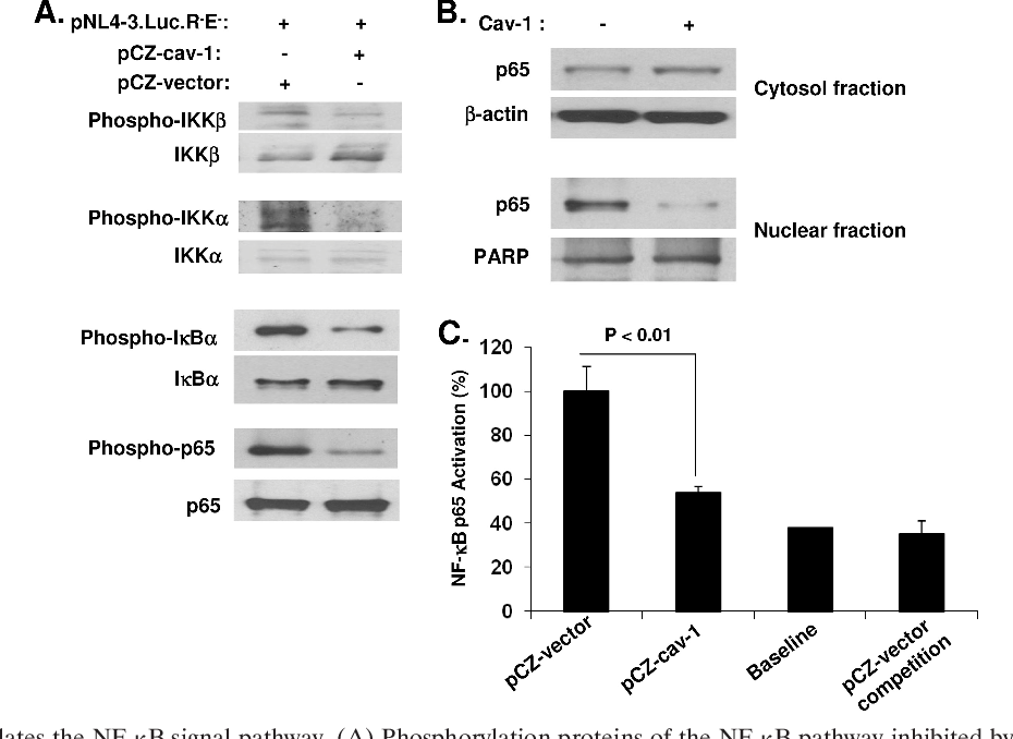 Pdf Caveolin 1 Inhibits Hiv Replication By Transcriptional Repression