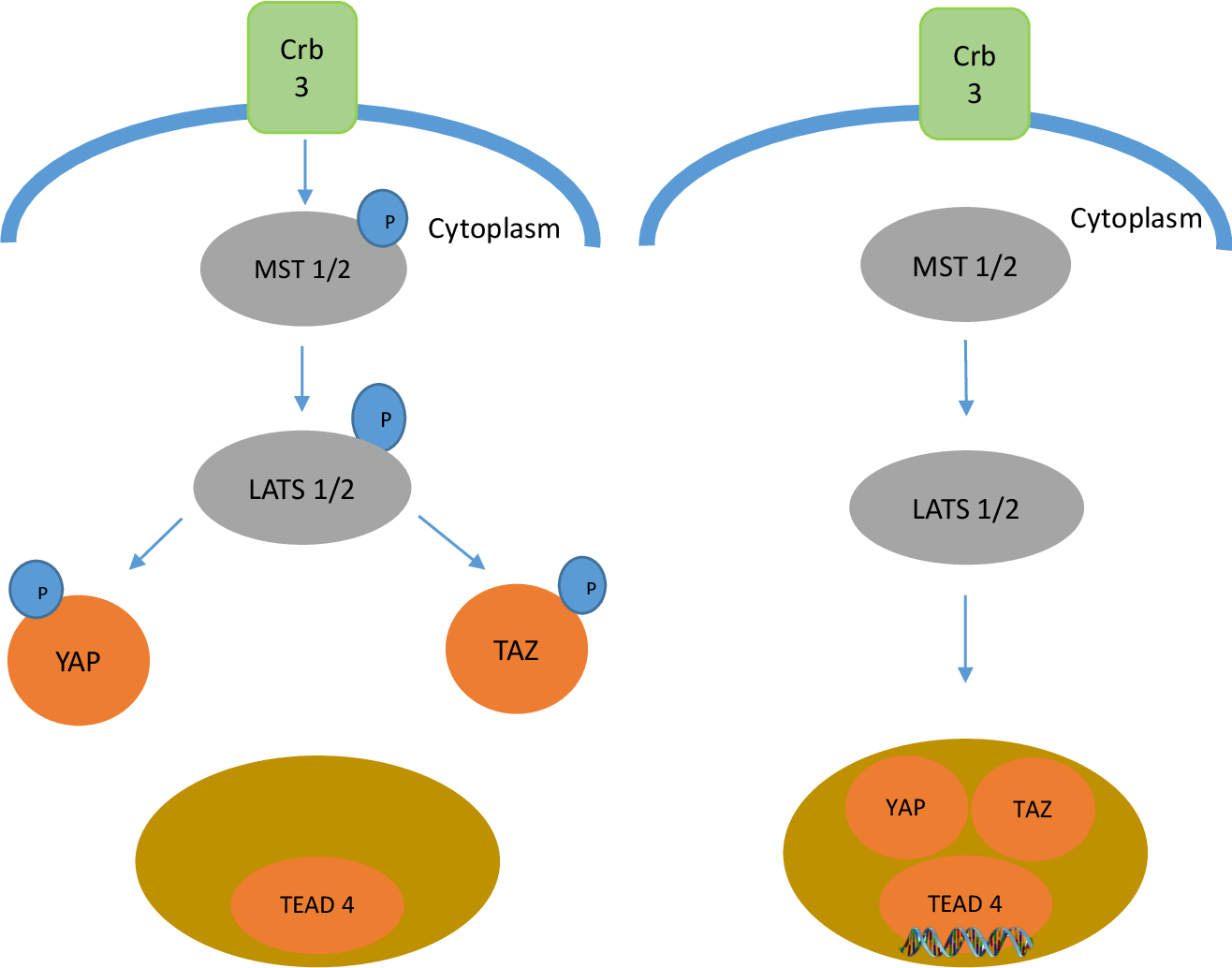 Figure 2 From Role Of Hippo Signaling Pathway In Bovine Preimplantation