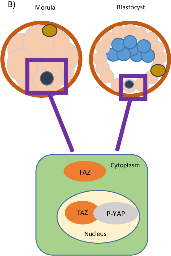 Figure 1 From Role Of Hippo Signaling Pathway In Bovine Preimplantation