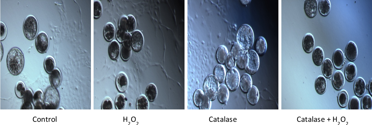 Figure 1 From Role Of Hippo Signaling Pathway In Bovine Preimplantation