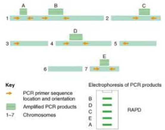 Pdf Colloquium Random Amplified Polymorphic Dna Rapd Markers And