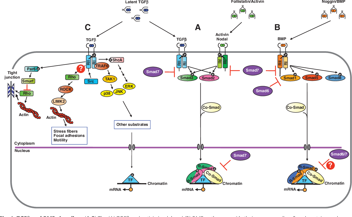 Pdf The Regulation Of Tgfβ Signal Transduction Semantic Scholar