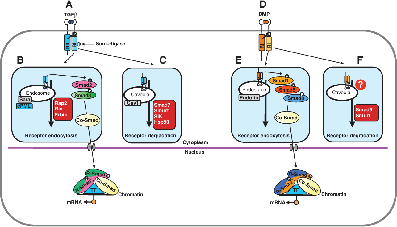 Pdf The Regulation Of Tgfβ Signal Transduction Semantic Scholar