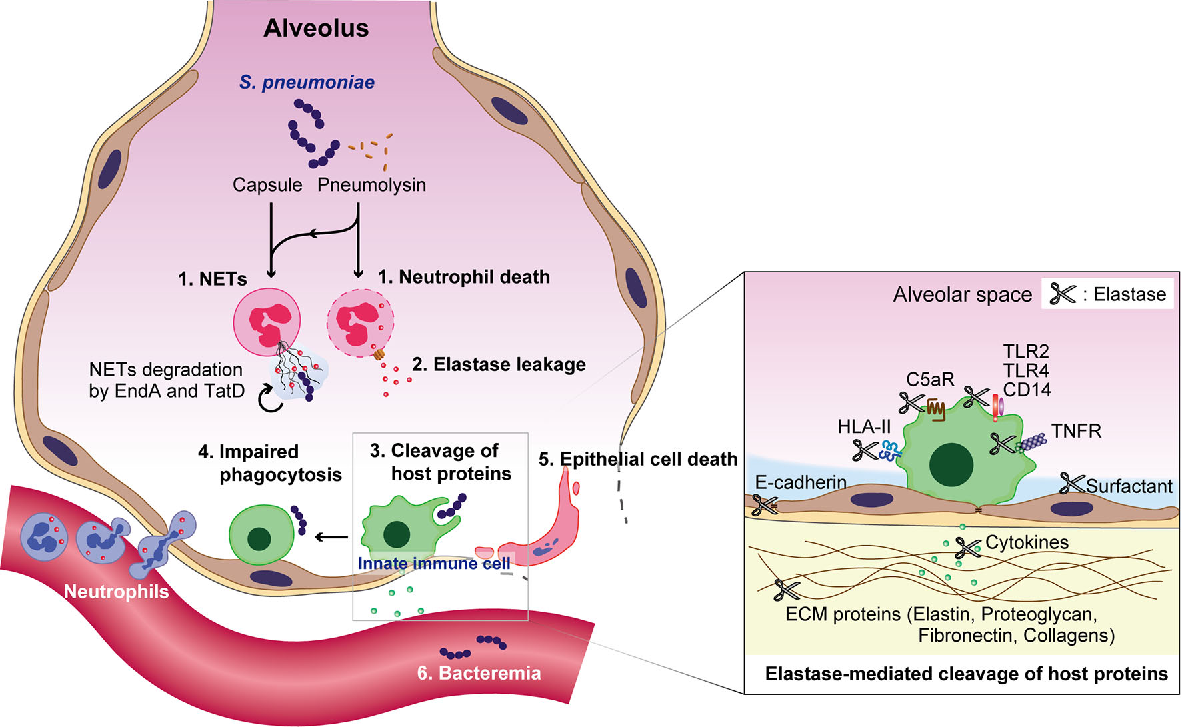 Figure 1 From The Role Of Neutrophils And Neutrophil Elastase In