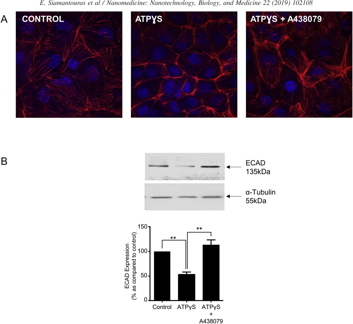 Figure 1 From Purinergic Receptor P2x7 Activation Reduces Cell Cell