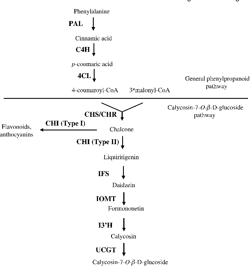 Figure 1 From Phenylalanine Ammonia Lyase Functions As A Switch