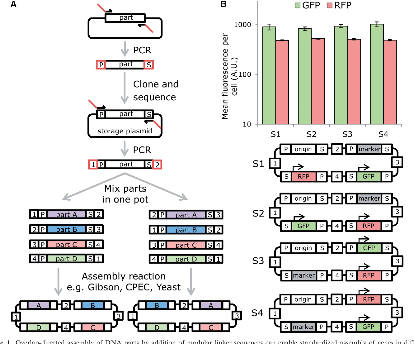 Pdf One Pot Dna Construction For Synthetic Biology The Modular