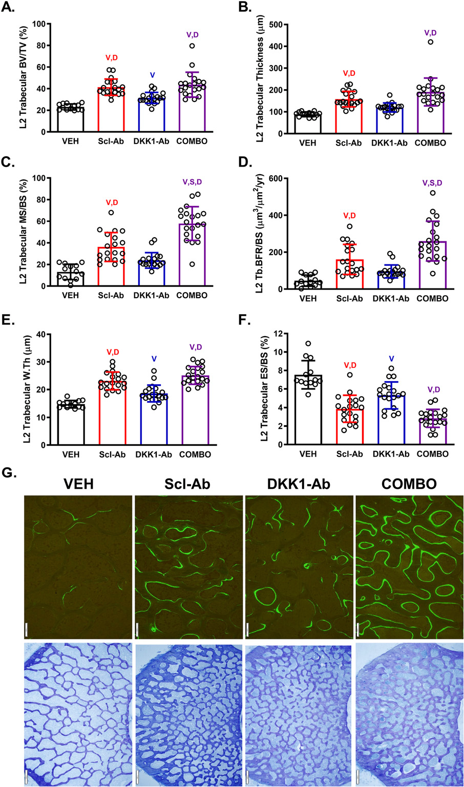 Figure 5 From Dual Inhibition Of The Wnt Inhibitors Dkk1 And Sclerostin