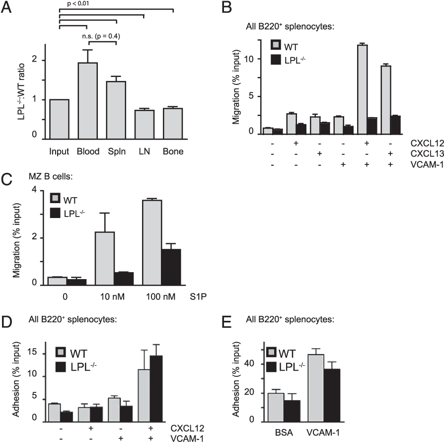 Figure 5 From Development Essential For Marginal Zone B Cell The Actin