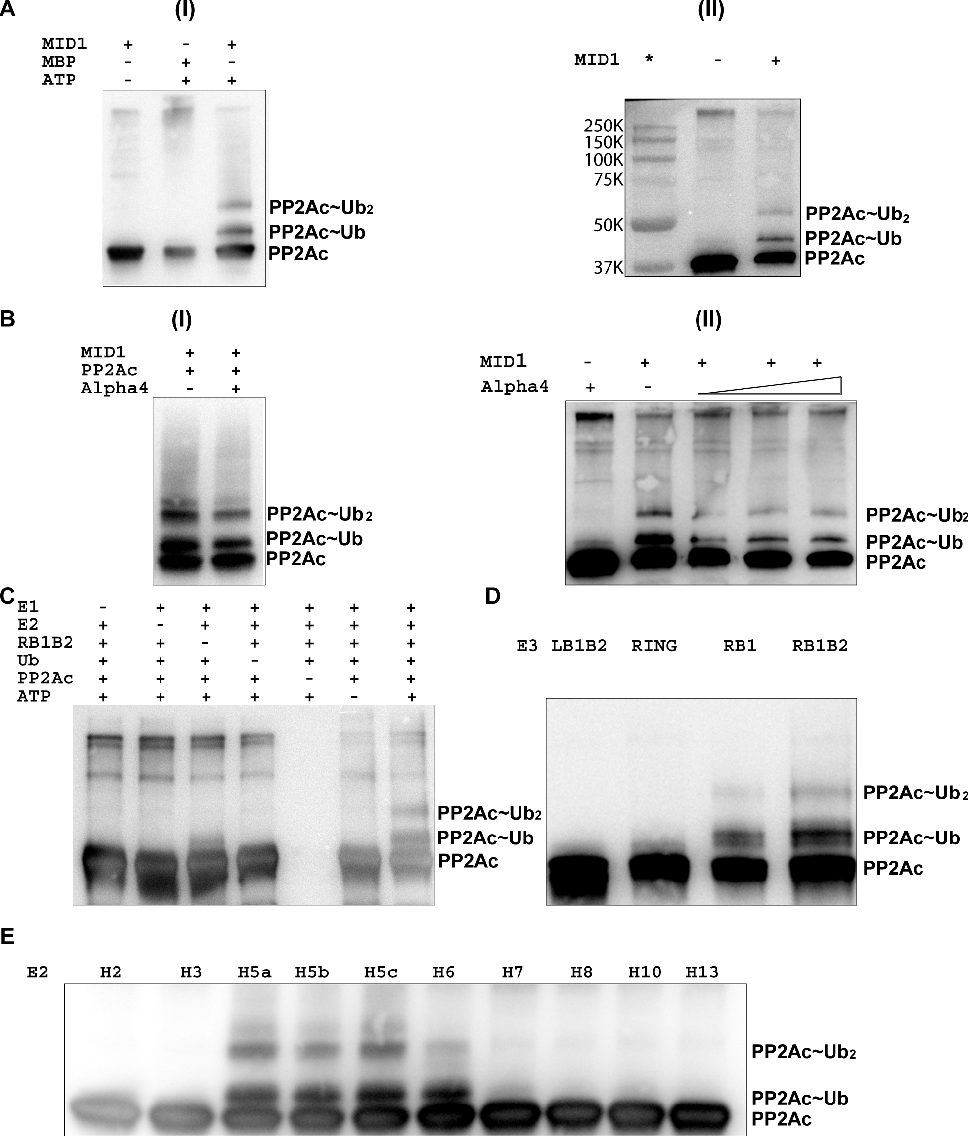 Figure 1 From Mid1 Catalyzes The Ubiquitination Of Protein Phosphatase