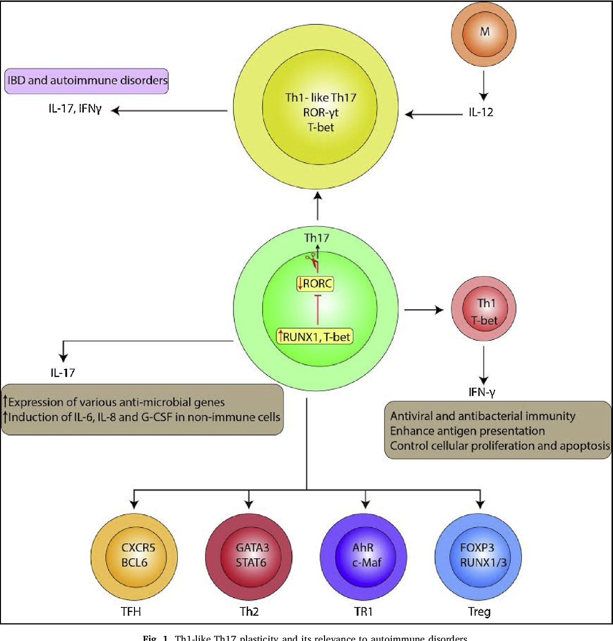 A Role For Th1‐like Th17 Cells In The Pathogenesis Of Inflammatory And