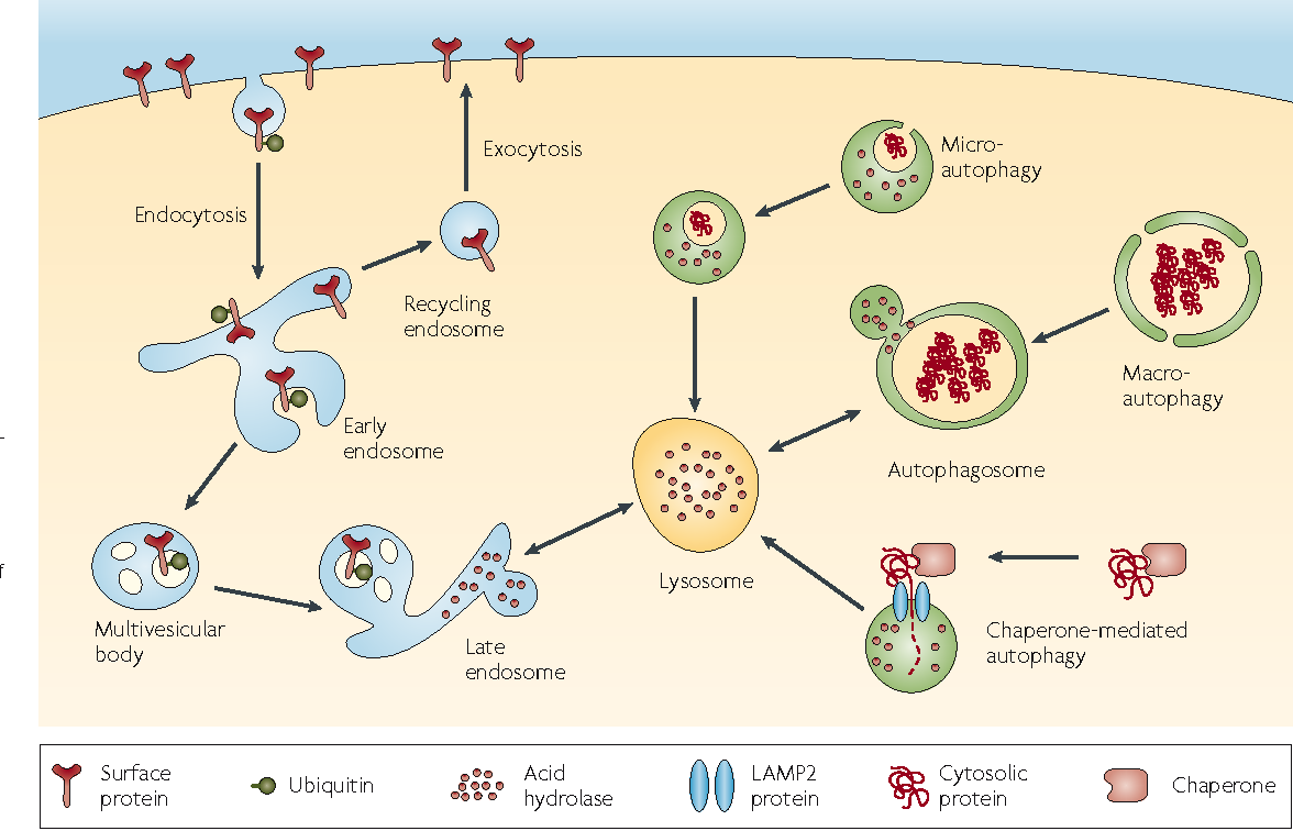 Pdf Ubiquitin The Proteasome And Protein Degradation In Neuronal