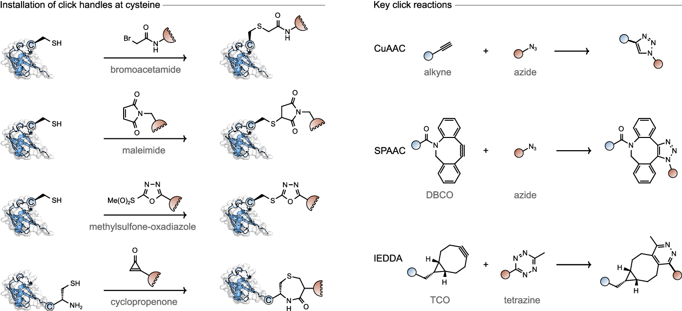 Figure 1 From Chemical And Enzymatic Methods For Post Translational