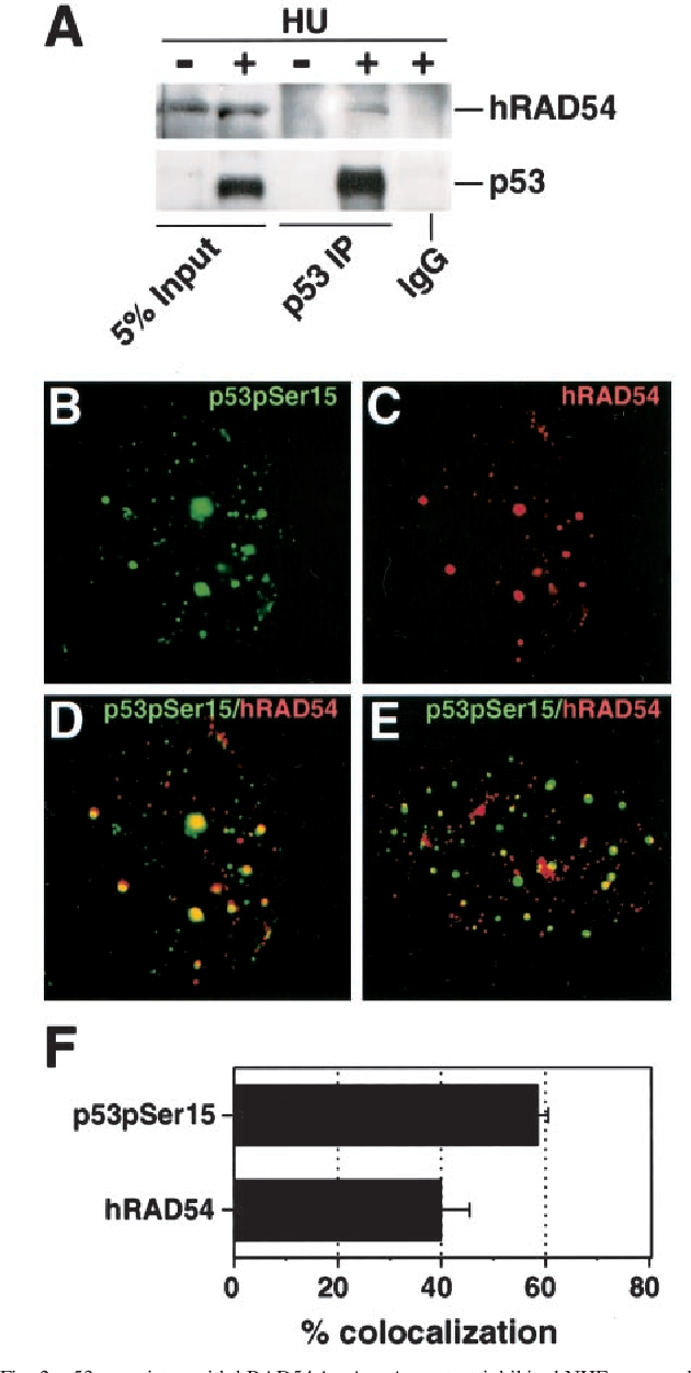 Figure 1 From P53 Interacts With Hrad51 And Hrad54 And Directly