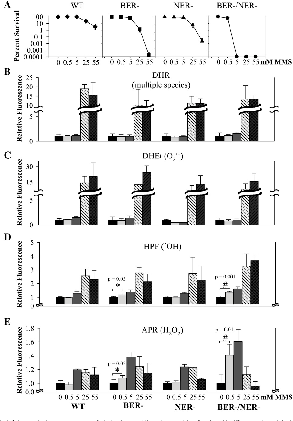 Dna Damage Induced Reactive Oxygen Species Ros Stress Response In