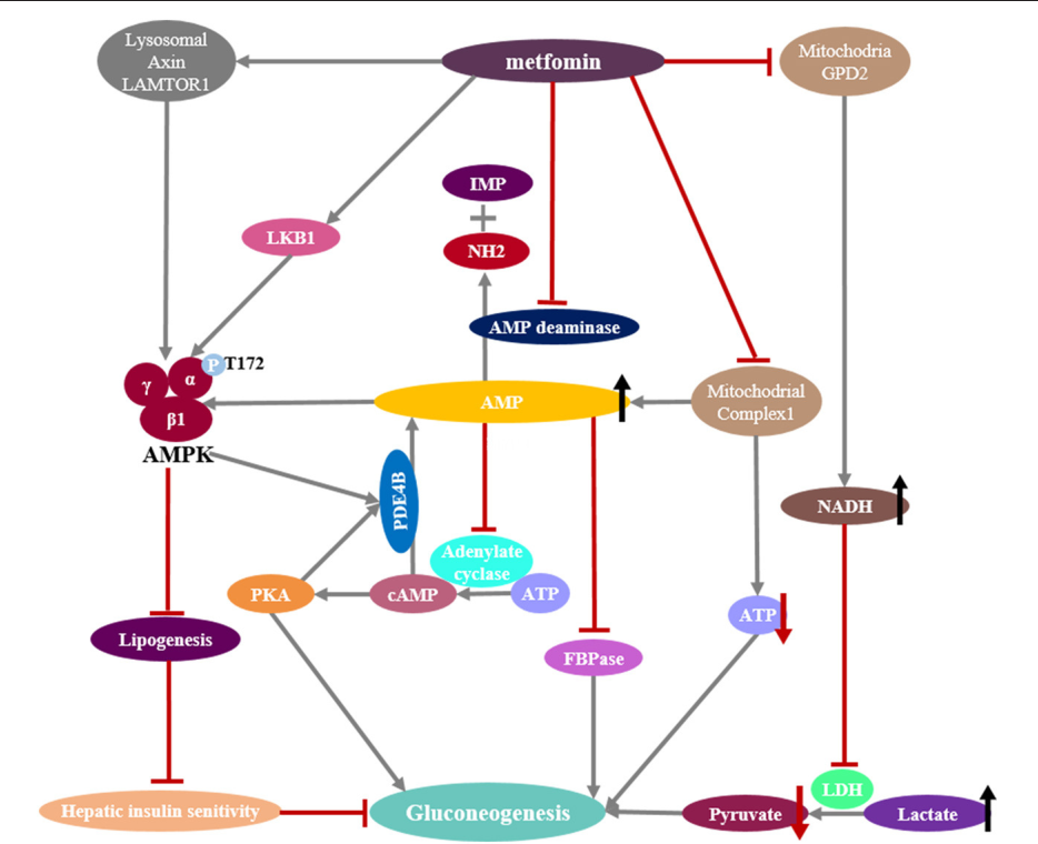 Unraveling The Regulation Of Hepatic Gluconeogenesis Semantic Scholar