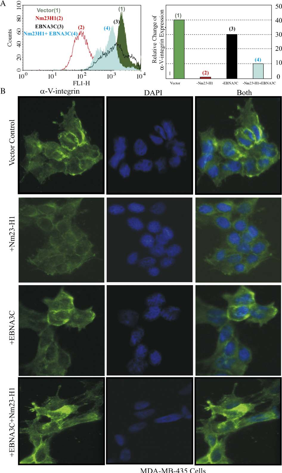 Figure 1 From Expression Of Alpha V Integrin Is Modulated By Epstein