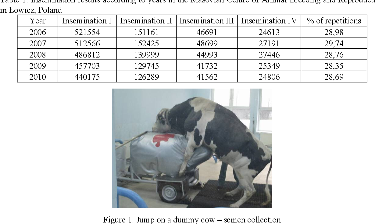 Bull Semen Collection And Analysis For Artificial Insemination