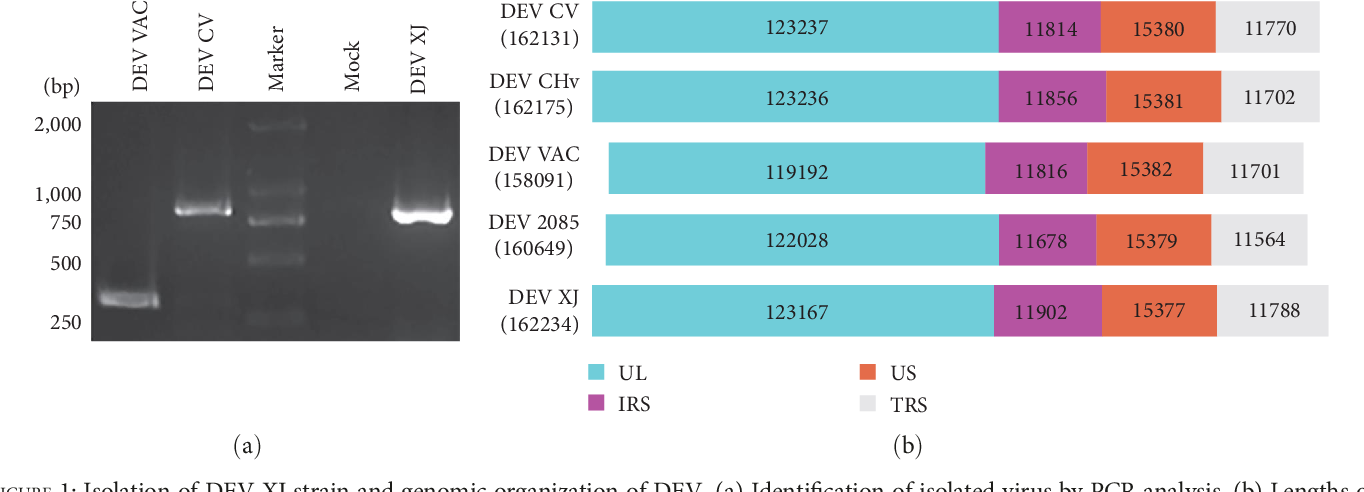 Figure 1 From Complete Genome Sequence And Construction Of An