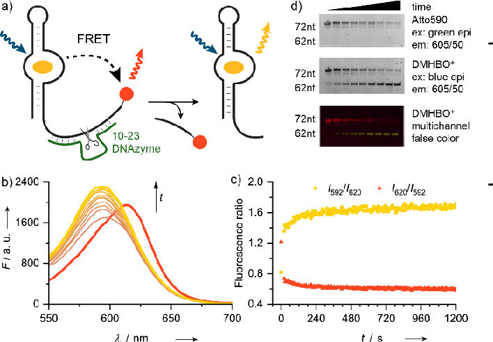 Pdf A Multicolor Large Stokes Shift Fluorogen Activating Rna Aptamer