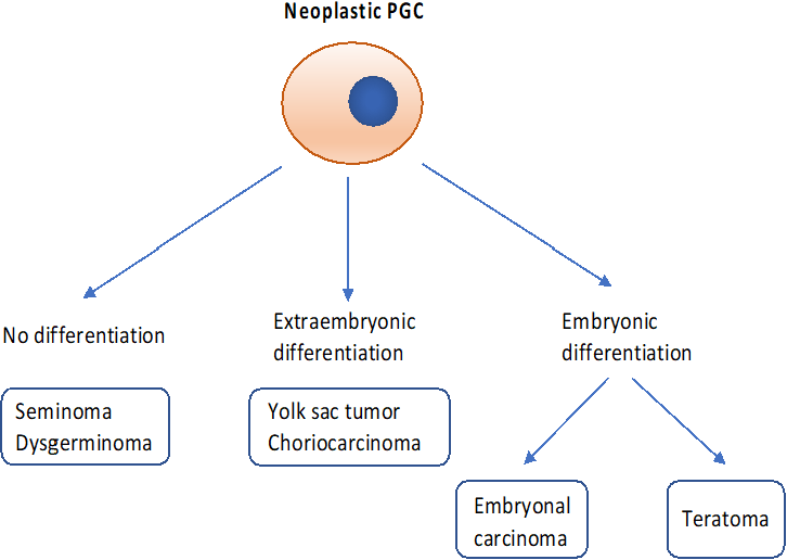 Pdf Sacrococcygeal Teratoma From Genetics To Long Term Follow Up