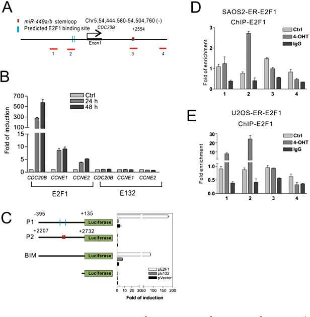 Figure 1 From Mir 449a And Mir 449b Are Direct Transcriptional Targets