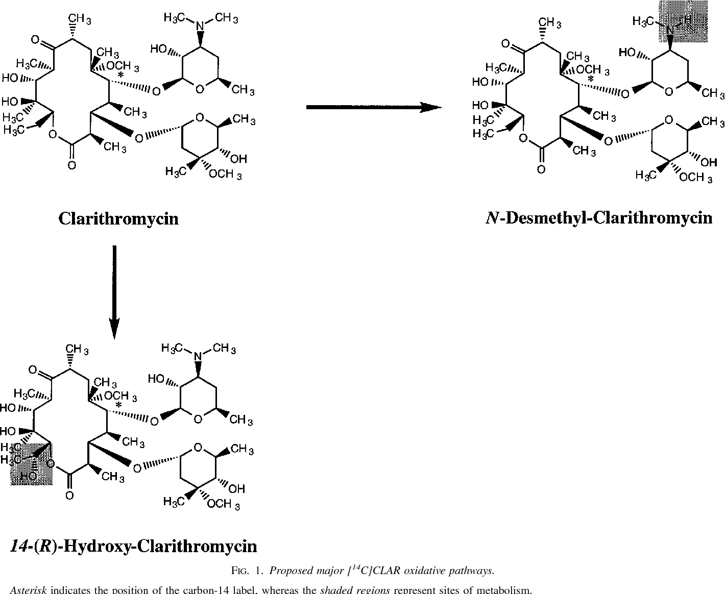 Figure 1 From Oxidative Metabolism Of Clarithromycin In The Presence Of