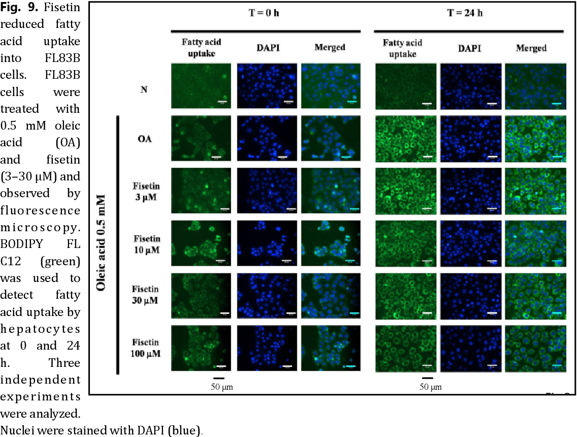 Figure 4 From Fisetin Protects Against Hepatic Steatosis Through