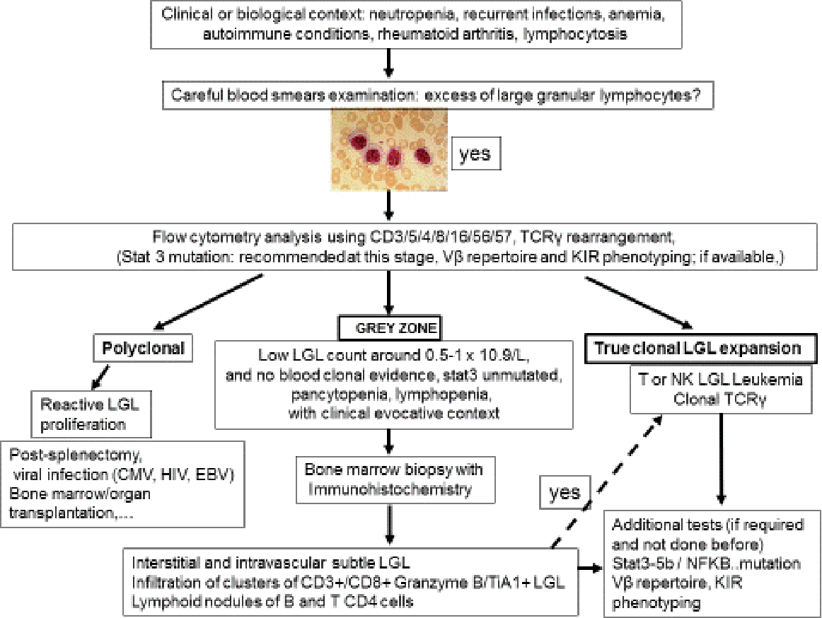 Lgl Leukemia Pathogenesis