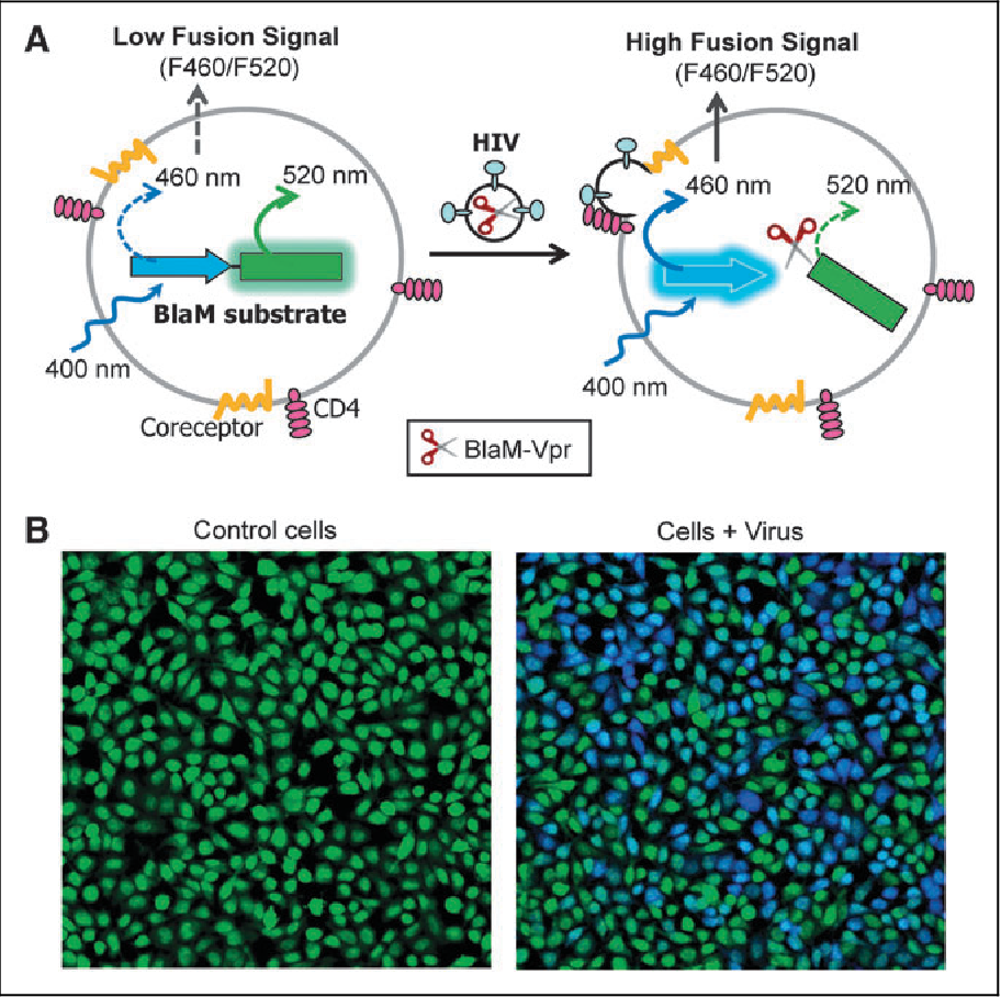 Figure 1 From High Throughput Hiv Cell Fusion Assay For Discovery Of