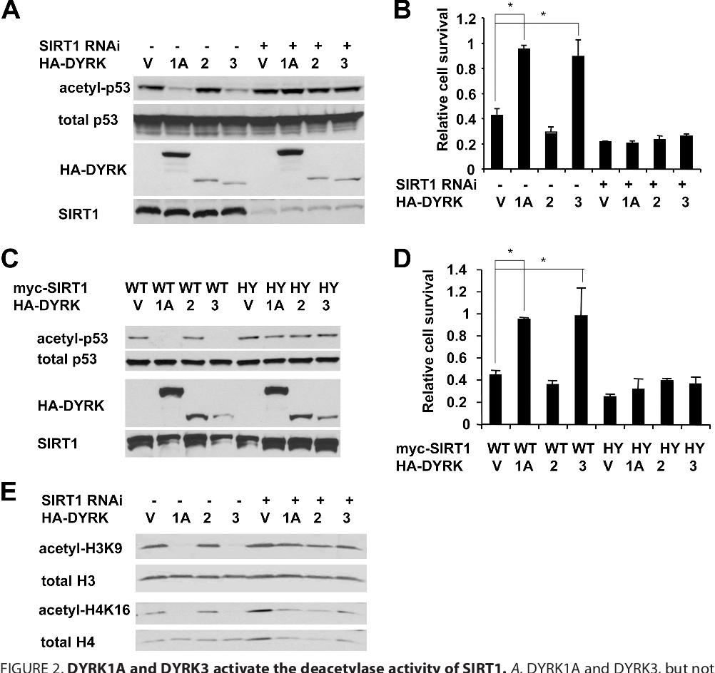 Pdf Dyrk1a And Dyrk3 Promote Cell Survival Through Phosphorylation