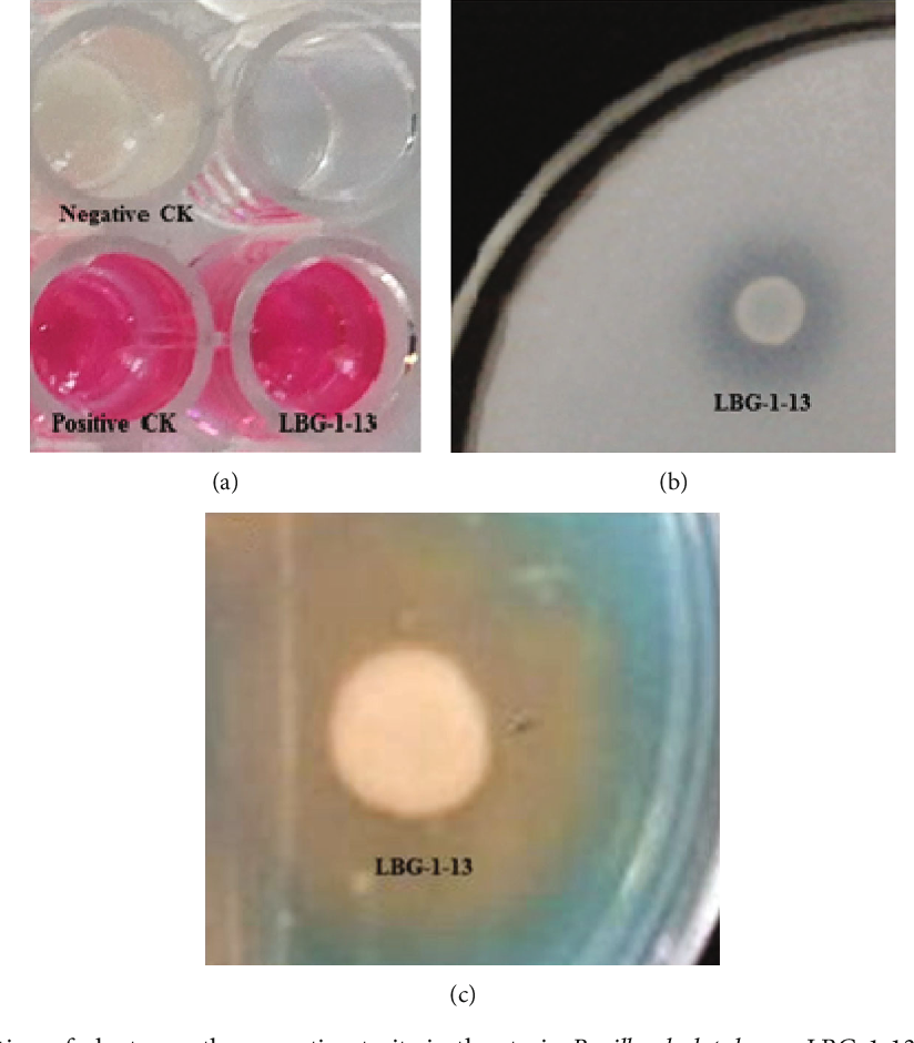 Figure 1 From Characterization Of An Endophytic Antagonistic Bacterial