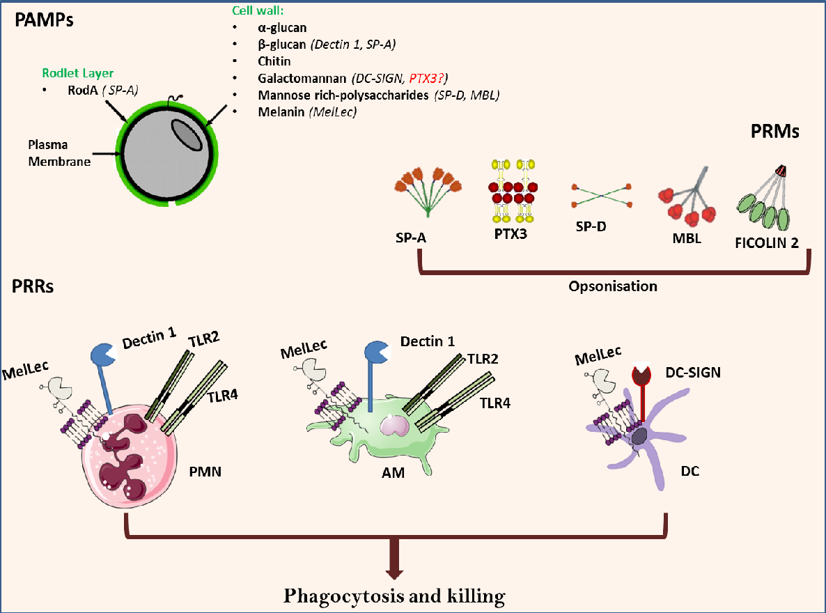 Pdf The Long Pentraxin Ptx3 As A Functional Ancestor Of Antibodies In