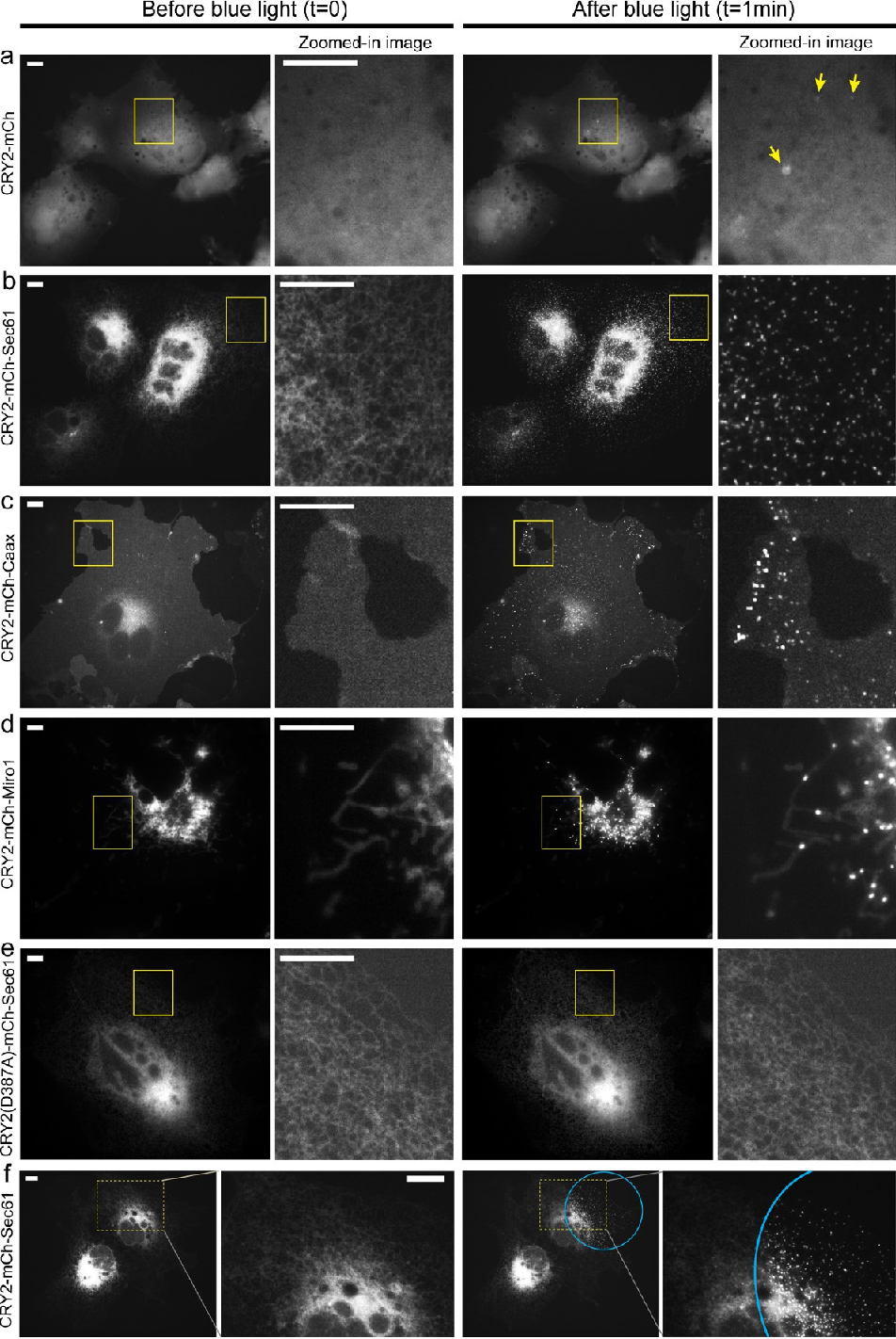 Figure 1 From The Dual Characteristics Of Light Induced Cryptochrome 2