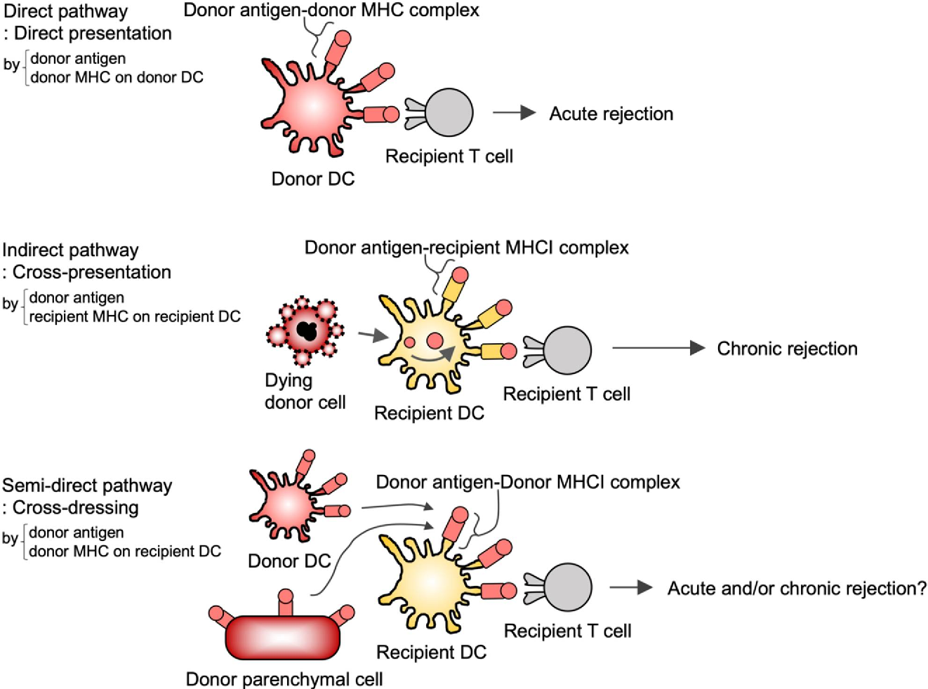 Figure 2 From Shaping Of T Cell Functions By Trogocytosis Semantic