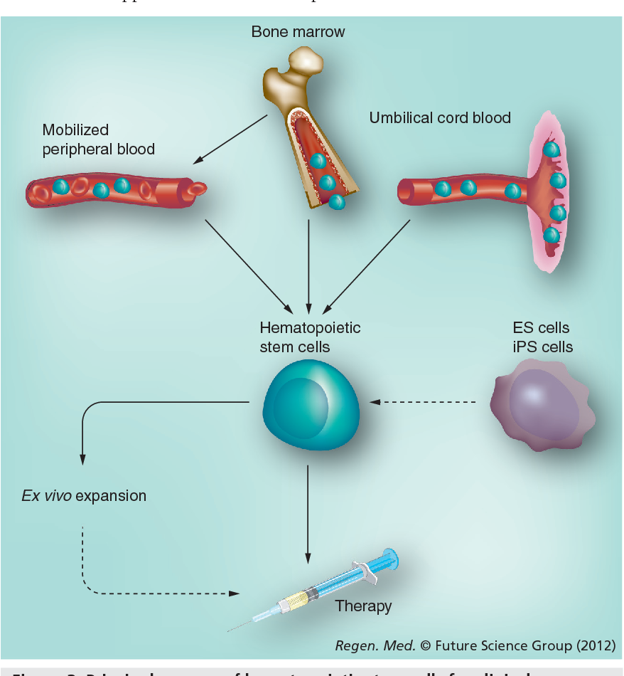 Figure 3 From Embryonic Development Of Hematopoietic Stem Cells