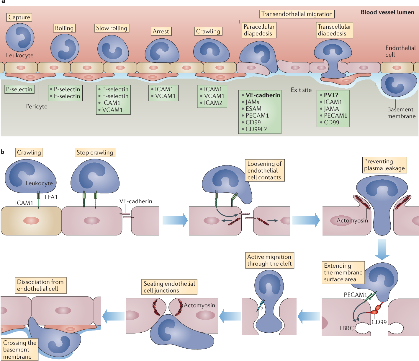 How Leukocytes Cross The Vascular Endothelium Semantic Scholar