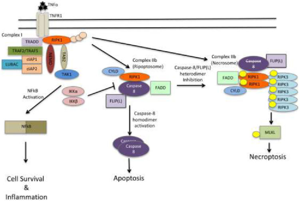 Figure 1 From Complex Pathologic Roles Of Ripk1 And Ripk3 Moving