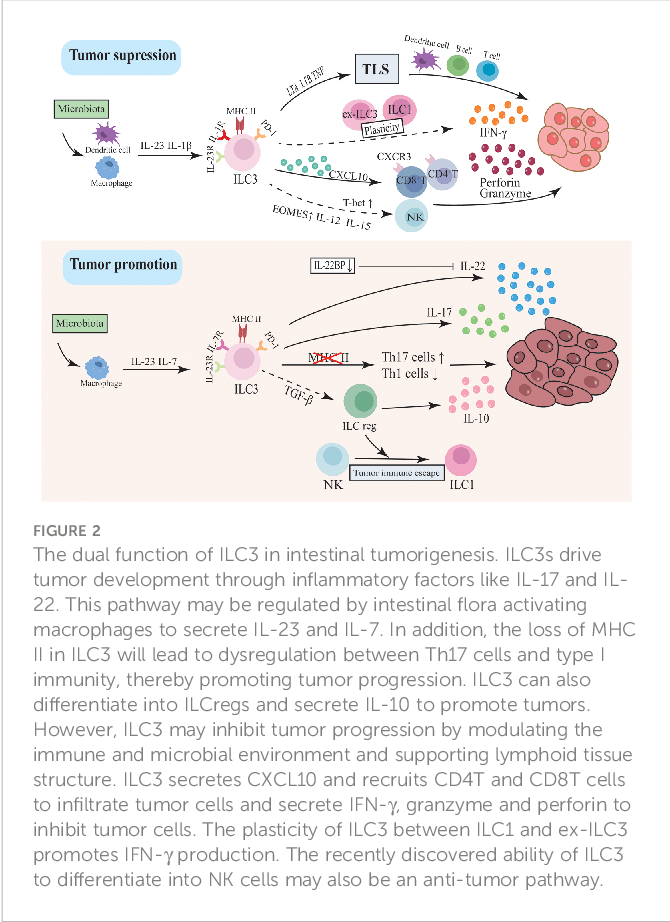 The Role Of Group 3 Innate Lymphoid Cell In Intestinal Disease