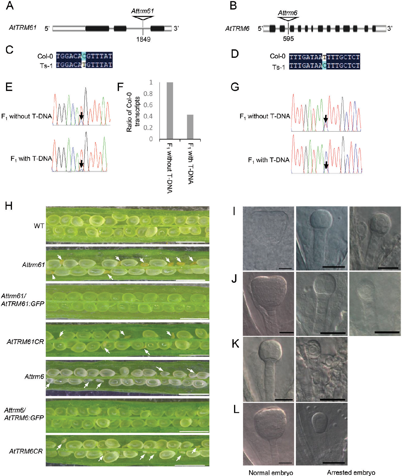 Figure 1 From The Arabidopsis Trm61trm6 Complex Is A Bona Fide Trna N1