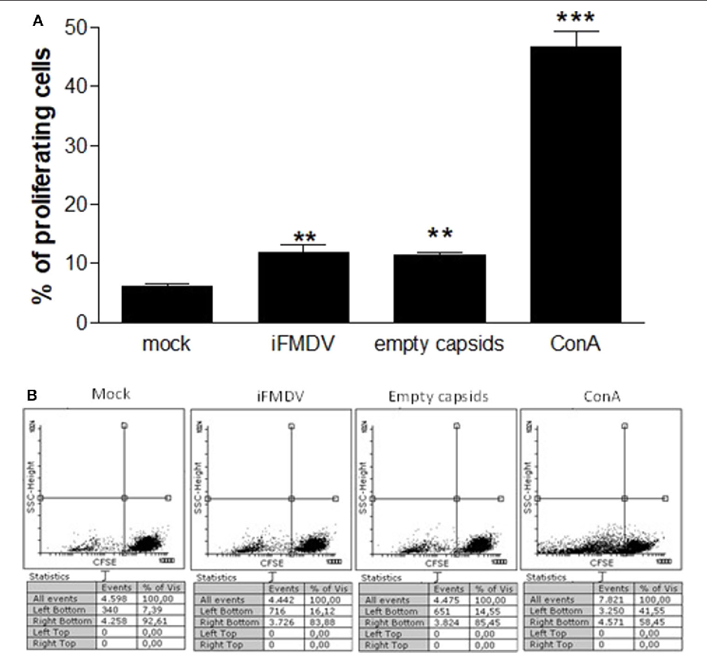 Figure 1 From Bovine Dendritic Cell Activation T Cell Proliferation