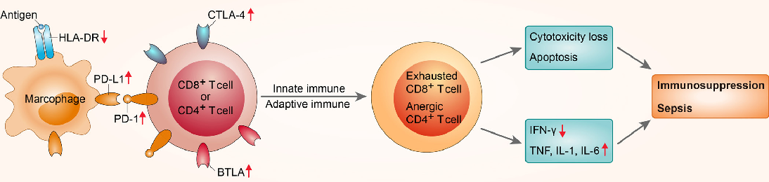 Pdf Dynamic Monitoring Of Monocyte Hla Dr Expression For The