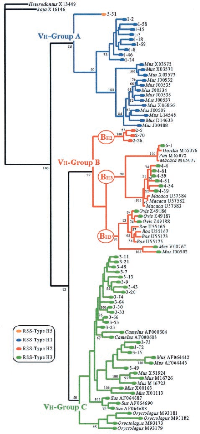 Figure 1 From Evolution Of The Recombination Signal Sequences In The Ig