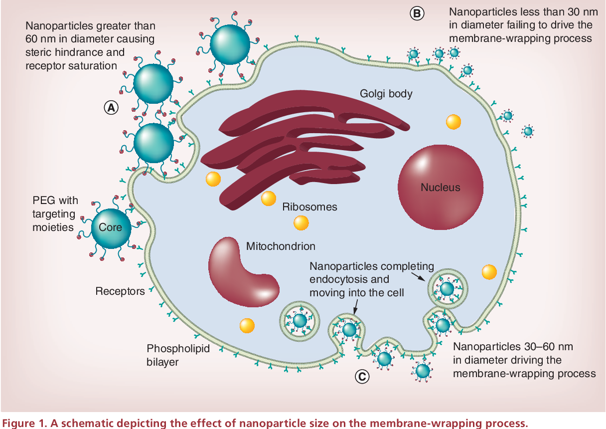 Figure 2 From The Effect Of Nanoparticle Size On In Vivo