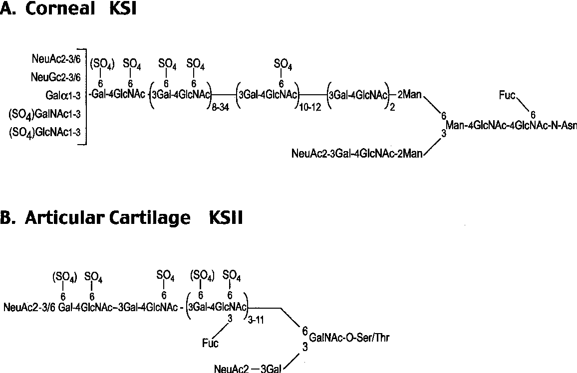 Keratan Sulfate Semantic Scholar