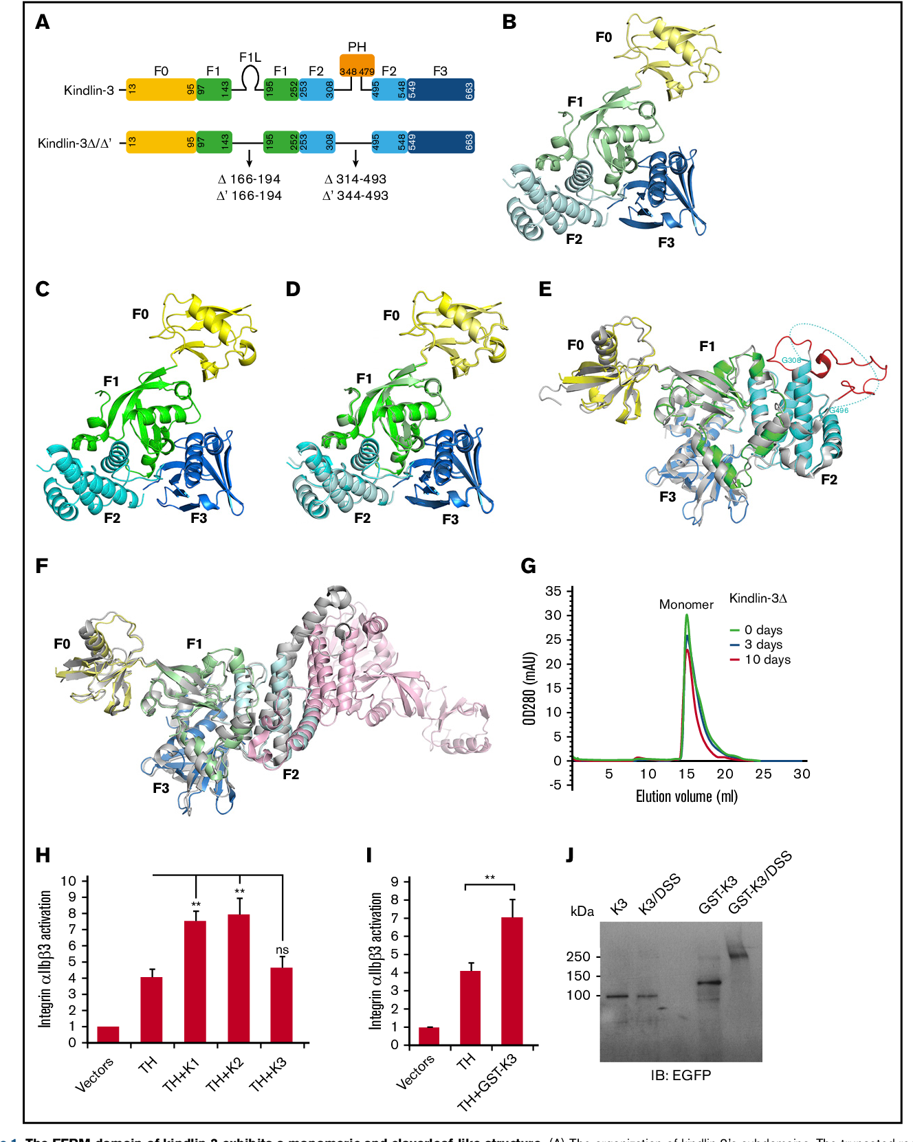 Figure 2 From Structure Basis Of The Ferm Domain Of Kindlin 3 In